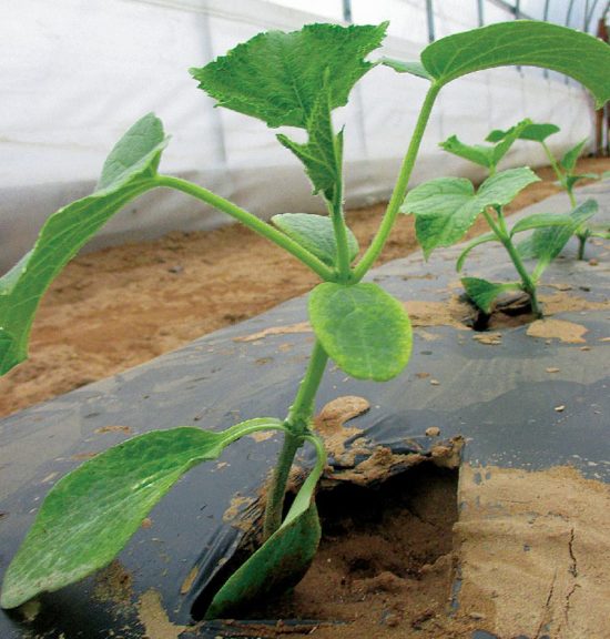 Grafting Cucumbers in High Tunnels Can Solve the Cold Factor - Growing ...
