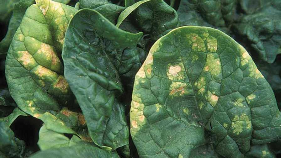 Spinach Crop Down in the Dumps? It Might be Blue Mold - Growing Produce