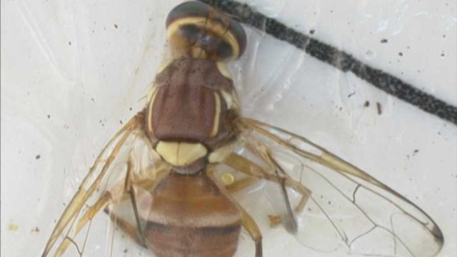 Pest Alert Triggered in Florida After Rare Fruit Fly Find - Growing Produce
