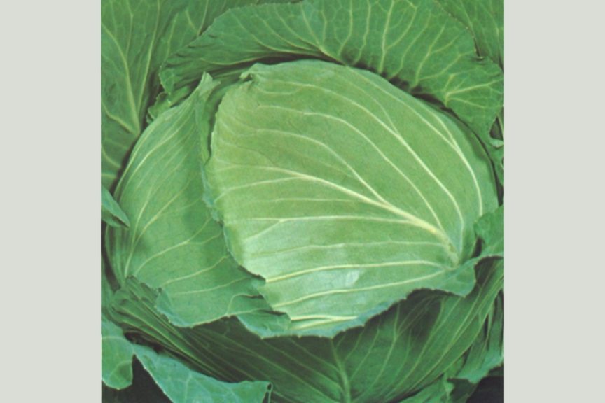 15 Cole Crops in the Spotlight - Growing Produce