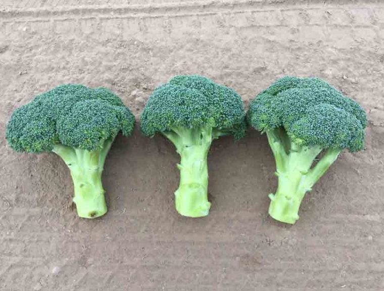 15 Cole Crops in the Spotlight - Growing Produce