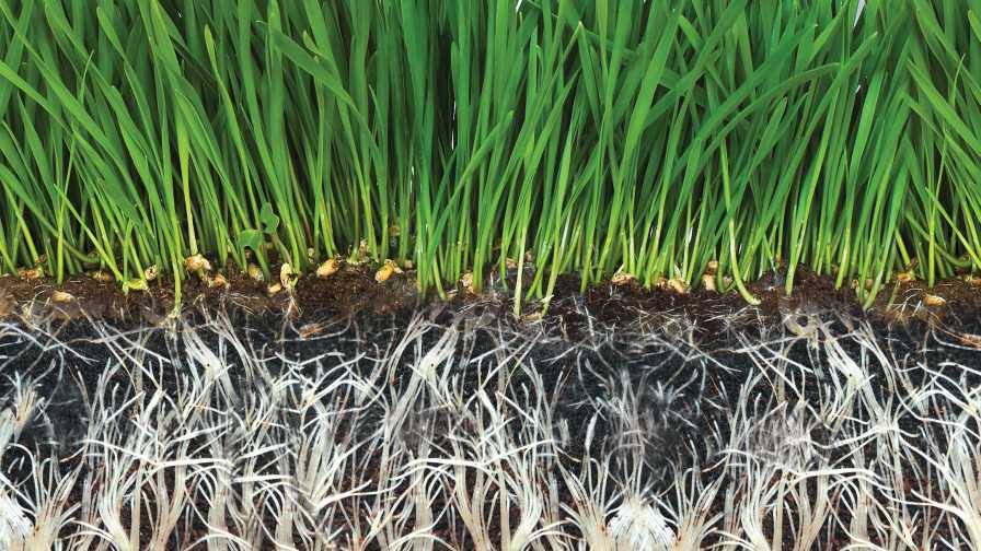 Unique Line of Plant Health Products Breaks New Ground for Growers ...