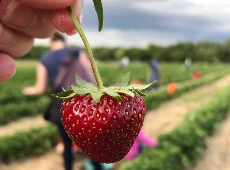 What are the Best U-Pick Farms in the U.S.? - Growing Produce