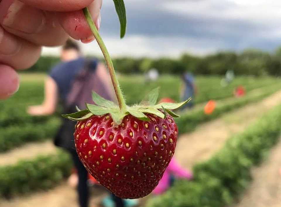 New Pick-Your-Own Paradigm Still Growing Strong for Farmers - Growing ...