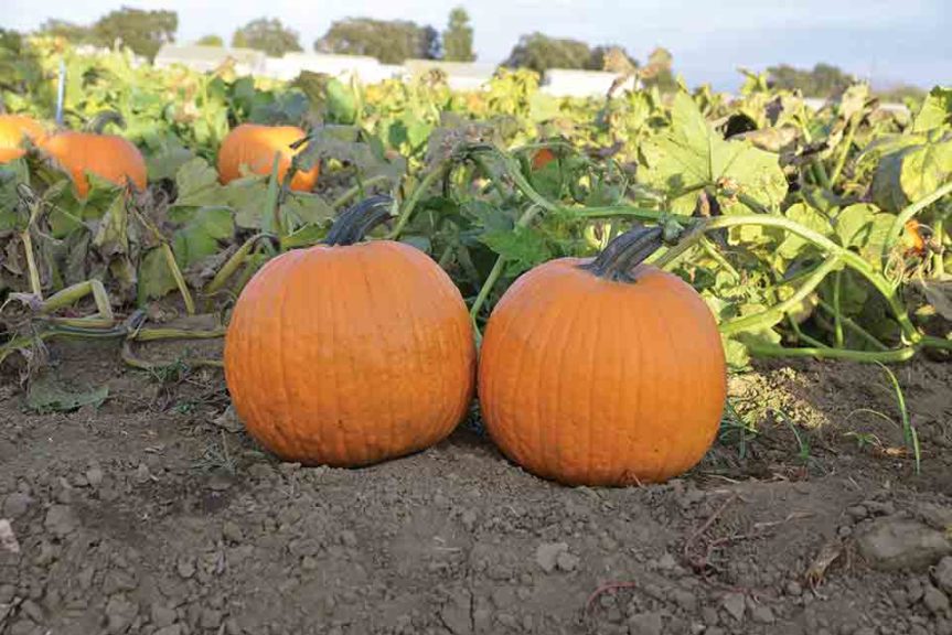 10 Pumpkins You'll Love Growing - Growing Produce