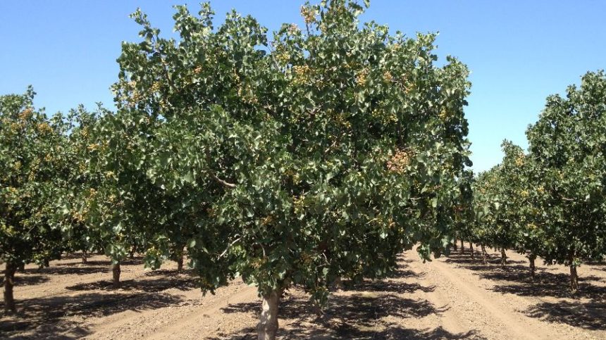 American Pistachio Growers Archives - Growing Produce