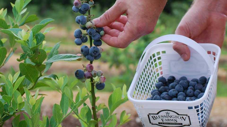 What are the Best U-Pick Farms in the U.S.? - Growing Produce