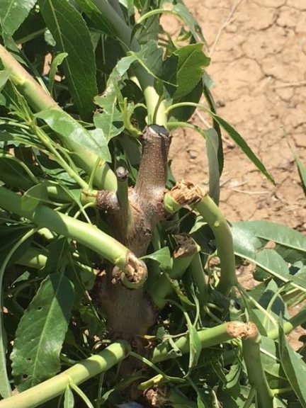 Wind Raises Havoc on Newly Planted Almond Trees - Growing Produce