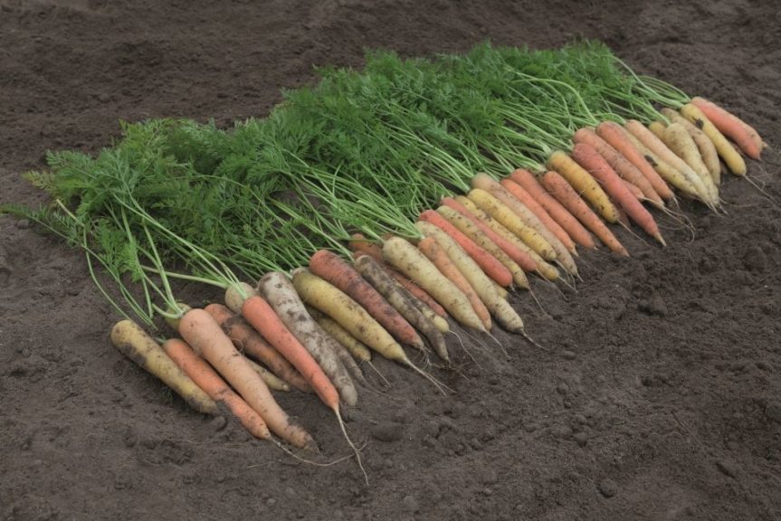12 Great Carrot Varieties for Growers - Growing Produce