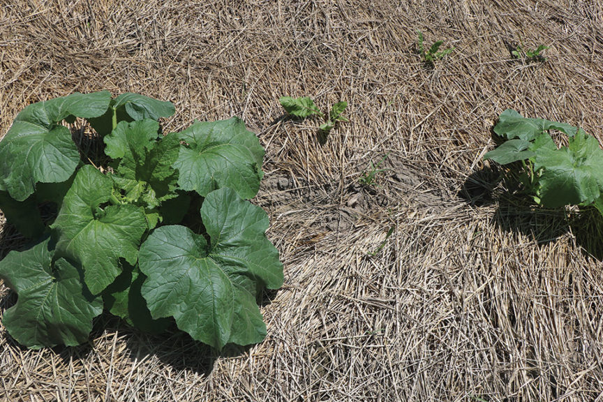 His Farm Is His Research Lab - Growing Produce