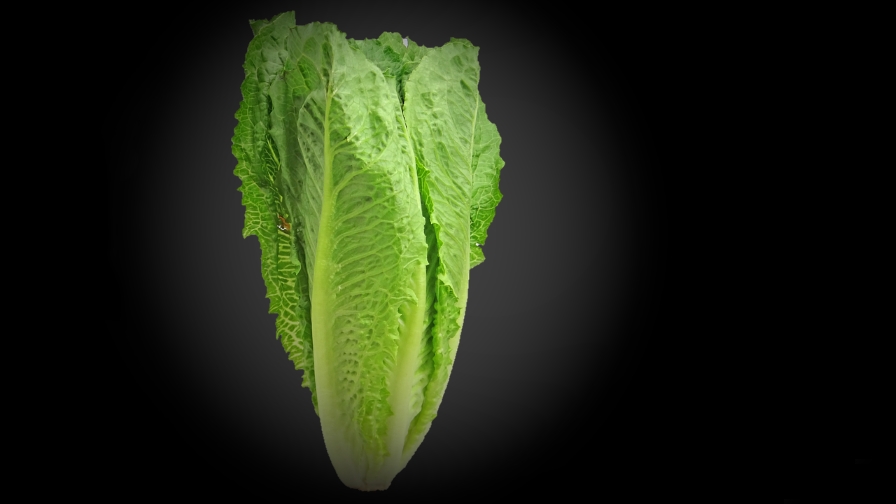 Romaine Lettuce That Can Last Longer Now a Reality - Growing Produce