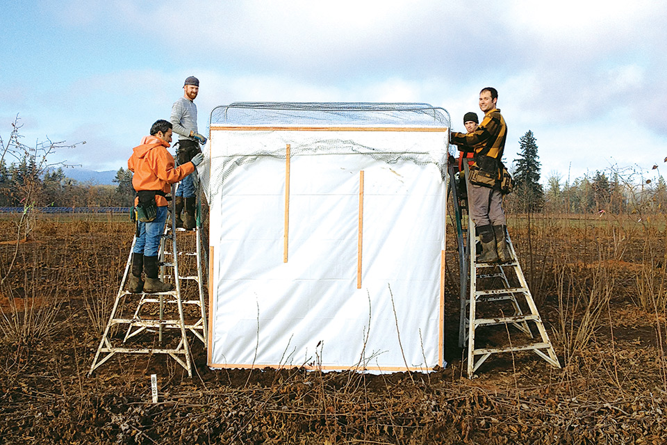 New Hazelnut Release Resists Eastern Filbert Blight - Growing Produce