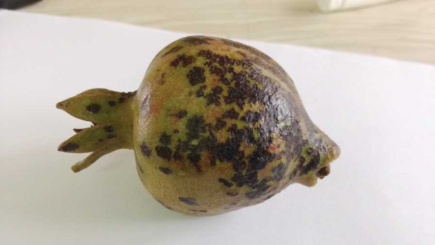 Ways to Price out Pomegranate Production in Florida - Growing Produce