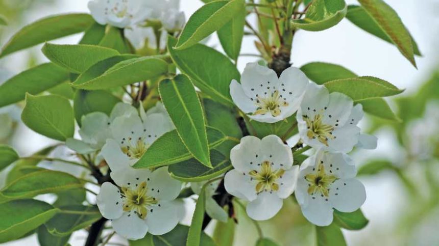 Prevent Fire Blight with Biological Controls - Growing Produce