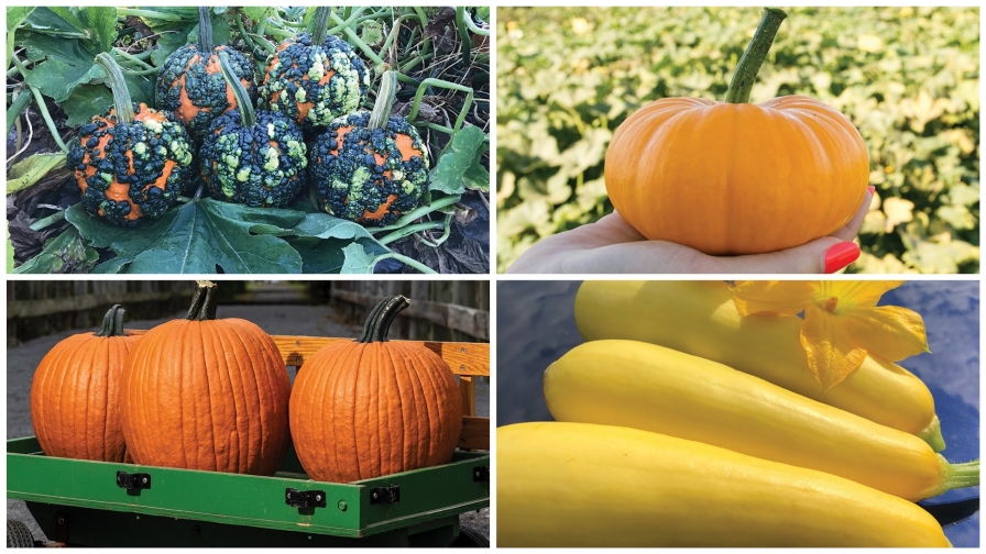 17 of the Best Pumpkin and Squash Varieties on the Market - Growing Produce