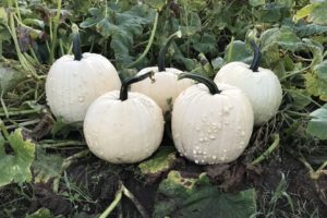 17 of the Best Pumpkin and Squash Varieties on the Market - Growing Produce