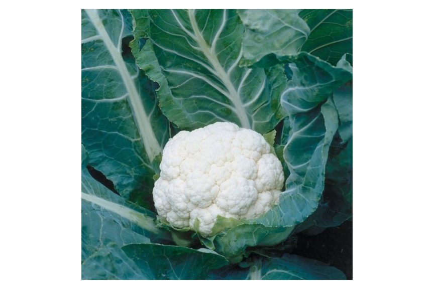 Cool Cauliflower Varieties You’ll Want To Grow in 2025 - Growing Produce