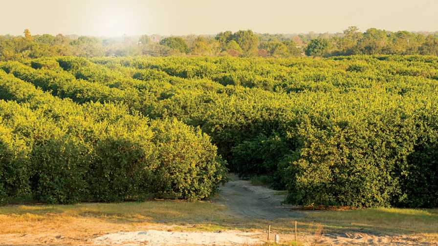 Citrus Farms In Florida Florida Citrus Growers 'optimistic' As New