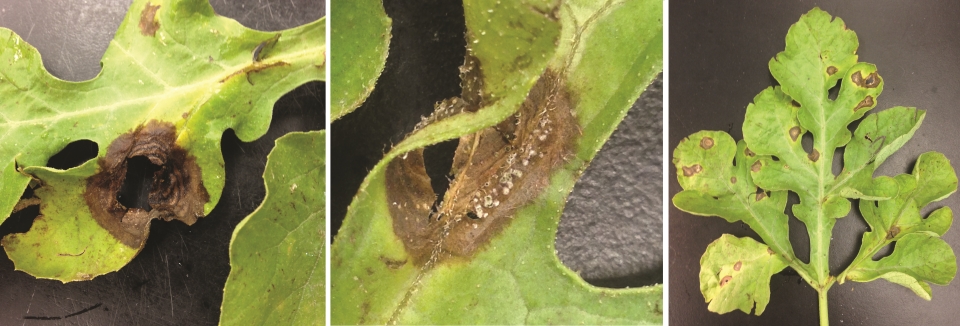 Field Scouting Guide: Gummy Stem Blight - Growing Produce