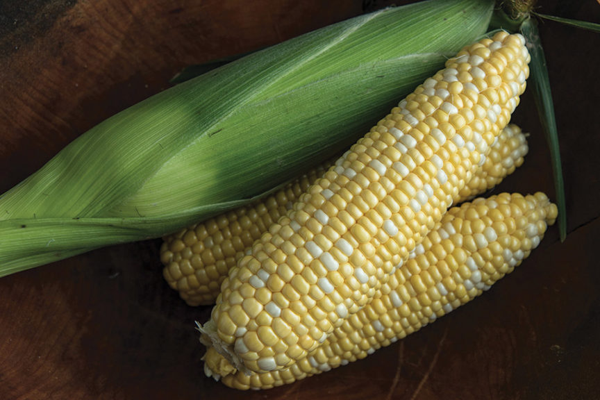 12 Sweet Corn Varieties for Growers that Are Sweeter and Hardier Than ...