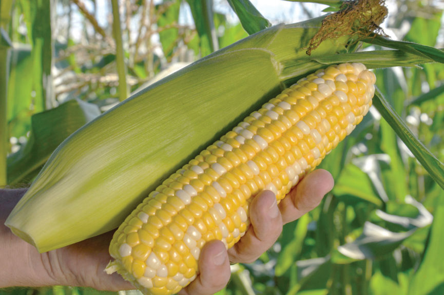19 Great Sweet Corn Varieties to Grow - Growing Produce