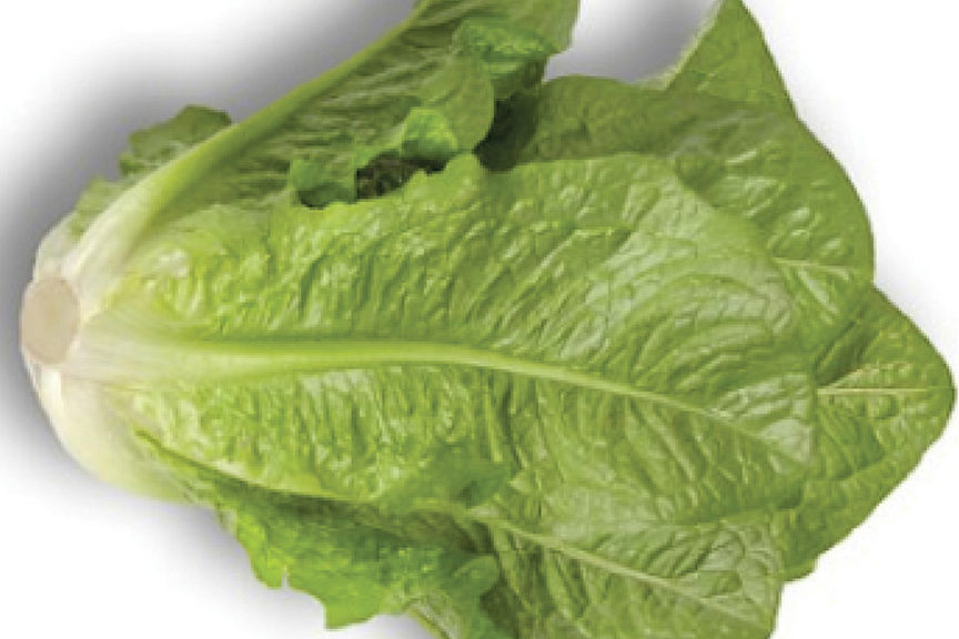 12 Top Lettuce Varieties for 2019 - Growing Produce