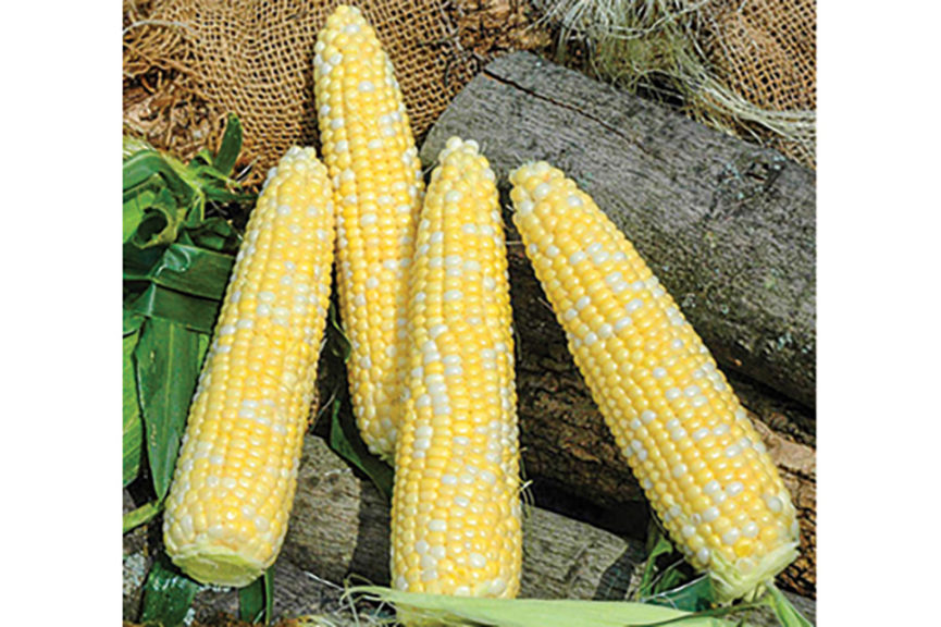 19 Great Sweet Corn Varieties to Grow - Growing Produce