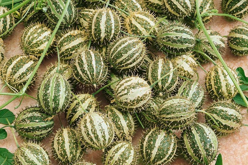 15 Cucumber Varieties Great for 2019 - Growing Produce