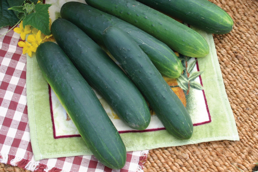 15 Cucumber Varieties Great for 2019 - Growing Produce