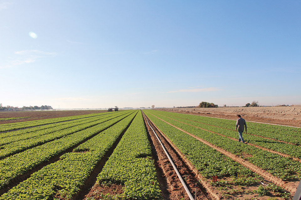 What Lies Ahead for Vegetable Growers in 2021? - Growing Produce