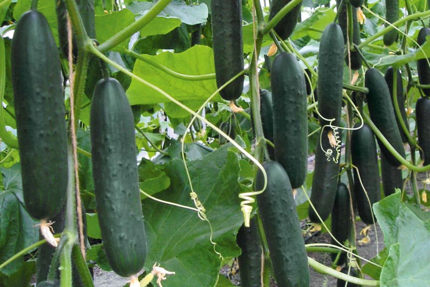 15 Cucumber Varieties Great for 2019 - Growing Produce
