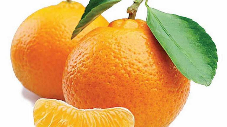'Mandalate' Mandarin Gaining Attention of More Growers - Growing Produce