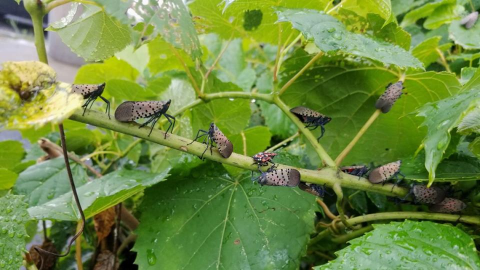 New Find of Spotted Lanternfly Grape Growers Should Know About ...