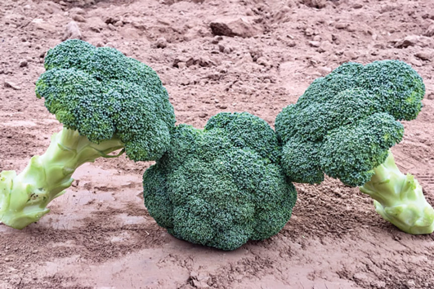 The 14 Cole Crops Selected by Breeders as Best for 2019 - Growing Produce