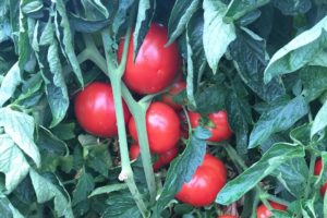 26 Tasty Tomato Varieties You Should Know and Grow Now - Growing Produce