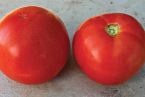 The Top Tomato Varieties for 2019 - Growing Produce