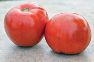 The Top Tomato Varieties for 2019 - Growing Produce