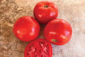 Breakthrough Vegetable Varieties from the 2020 Trials - Growing Produce