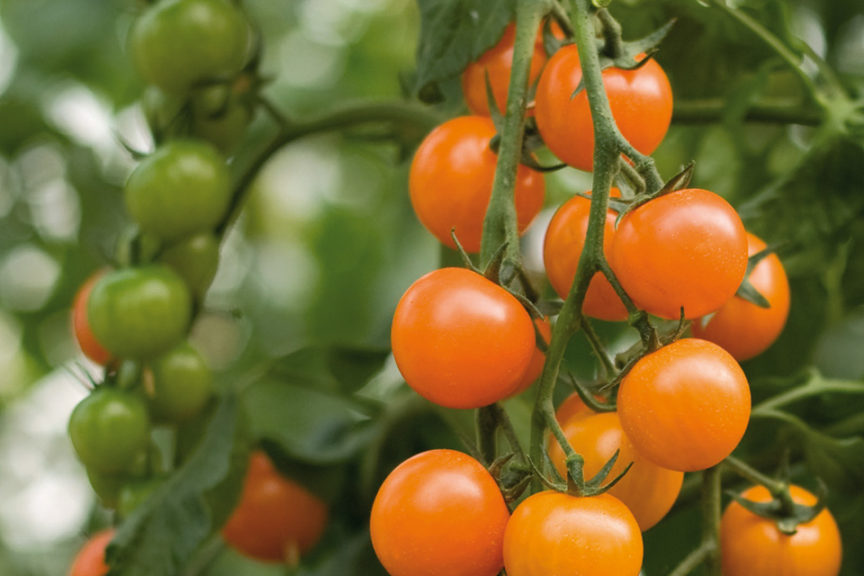 The Top Tomato Varieties for 2019 - Growing Produce