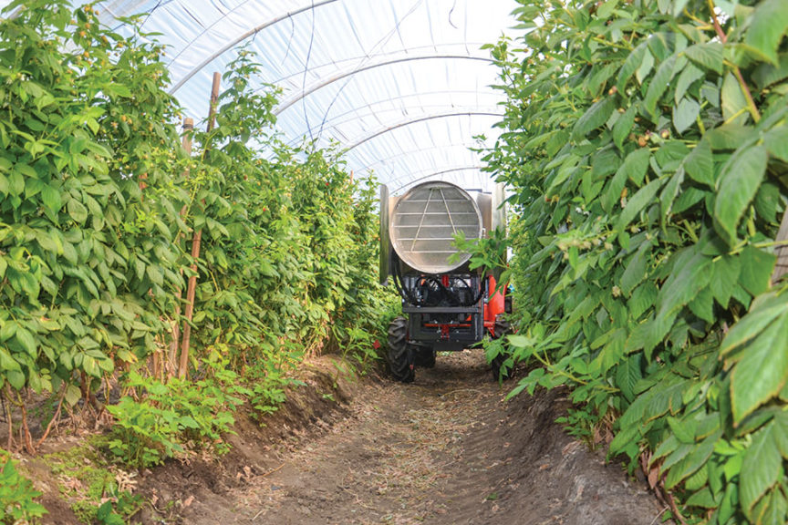Has Protected Agriculture Become A Necessity for Berry Growing ...
