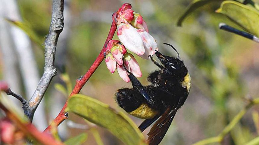 Promote Better Pollination in Southern Highbush Blueberries - Growing ...