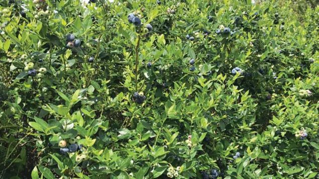 Get a Look at New and Existing Florida Blueberry Varieties - Growing ...