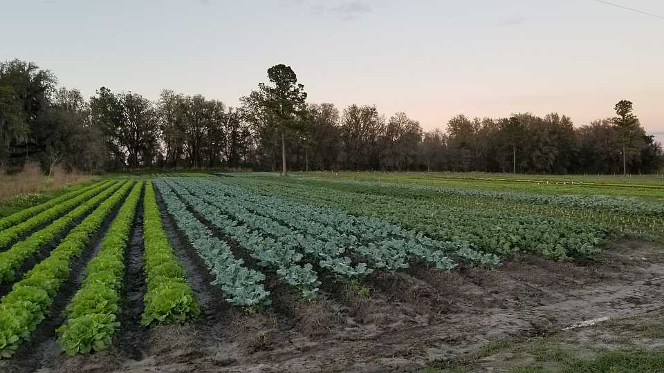 Why Small Farm Success Starts With Building a Community - Growing Produce