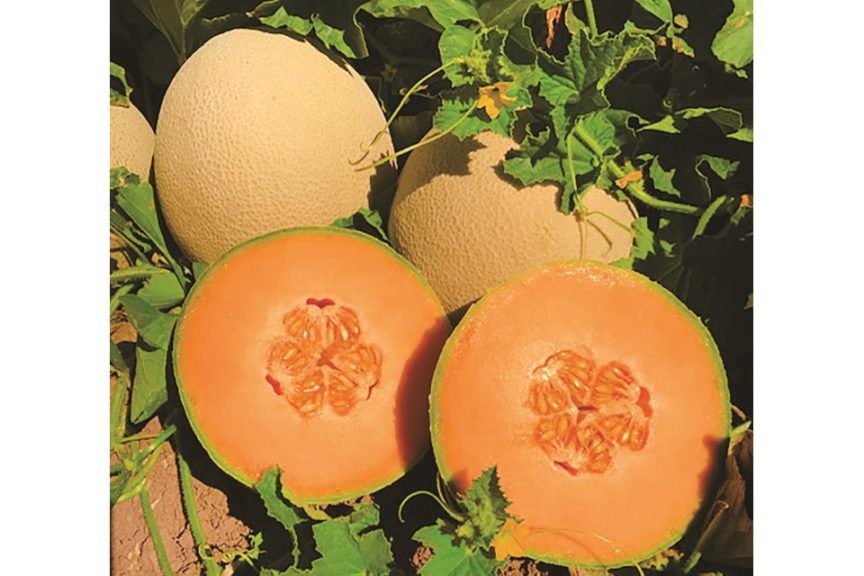 More Melon Varieties You Should Know and Grow - Growing Produce