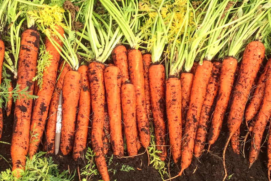 Top Carrot Varieties for 2019 - Growing Produce