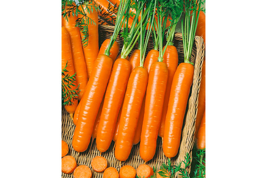 Top Carrot Varieties for 2019 - Growing Produce