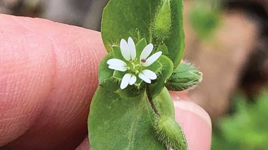 Field Scouting Guide: Chickweed - Growing Produce