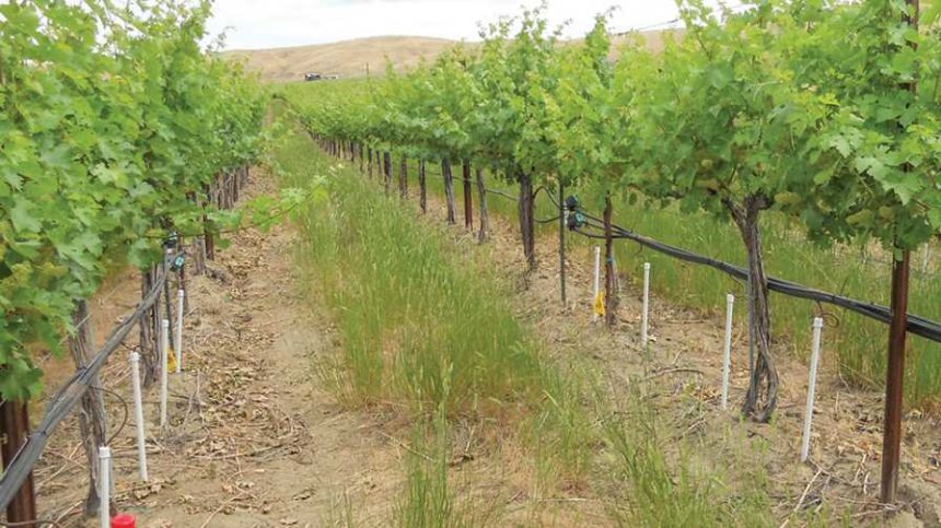 A Way to Grow More Grapes With Less Water - Growing Produce