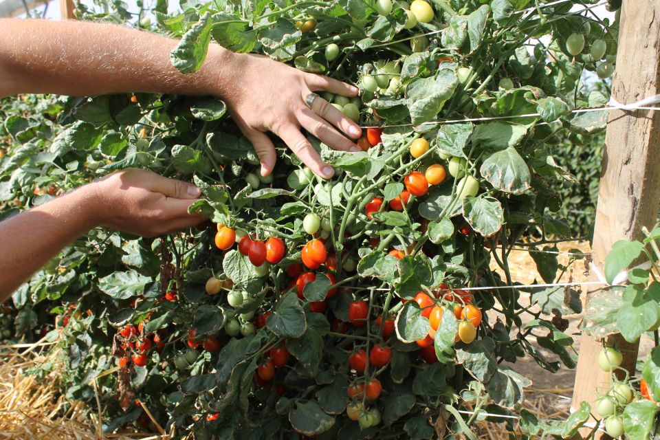 Vegetable Breeders Respond to Market Needs with New Varieties - Growing ...