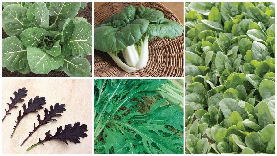 10 Leafy Green Varieties to Add to Your Crop Profile - Growing Produce